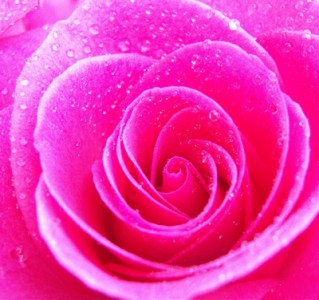 Farven pink | Farvernes Betydning